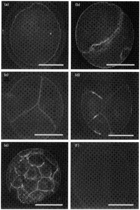 Trophectodermal Cell Differentiation Semantic Scholar