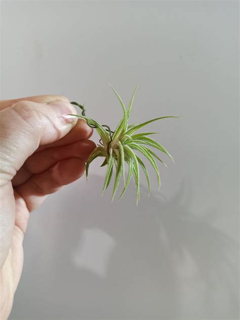 Tillandsia Ionantha Ionantha S - Florariumplants