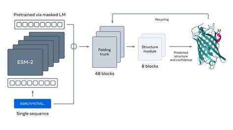 Prediction Of Protein Structure Using Esmfold Marvelous Misadventures In Bioinformatics