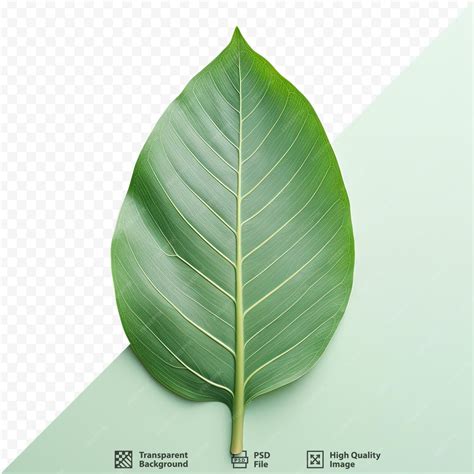 Premium Psd Photo Of A Jackfruit Leaf