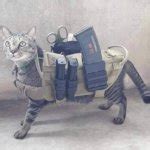 Tactical Cat Meme Generator Imgflip