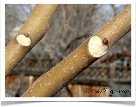 Tree Of Heaven Leaf Scars Boulder Tree Care Pruning And Tree Removal