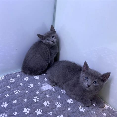 러시안블루 루이로이 토이랙돌분양 토이브리티쉬숏헤어분양 토이스코티쉬폴드분양 토이러시안블루분양 토이강아지분양 토이고양이분양 토이비숑프리제입양 토이포메라니안입양 토이말티즈입양