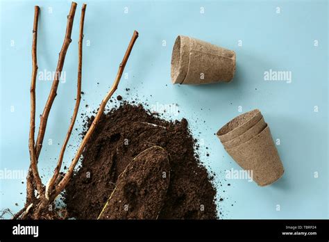 Tree Seedling With Pots And Soil On Color Background Stock Photo Alamy