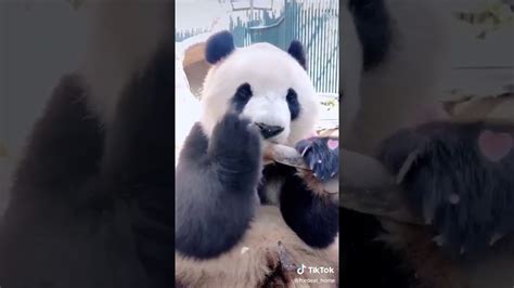 شيء جميل دب يأكل بطريقة غريبة Youtube