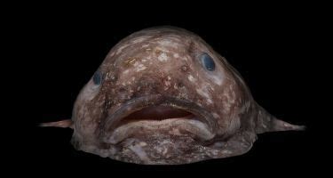 Blobfish In Natural Environment