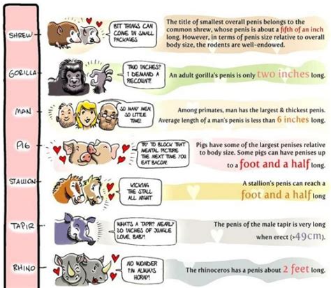 Penis Size Comparison Chart 3 Pics