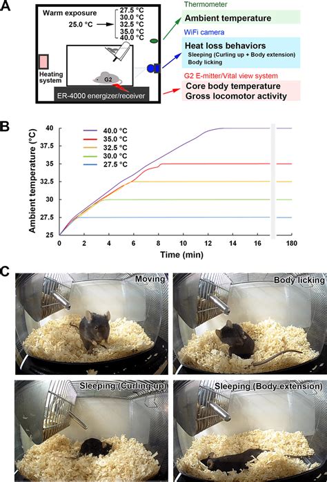 Experimental Design For Measuring Body Temperature And Behaviors Upon Download Scientific