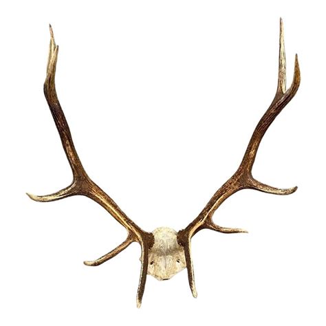 Vintage Large Red Deer Stag Antlers Horn Skull Mount Taxidermy Wall Decor Chairish