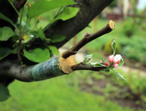 Apple Trees Images