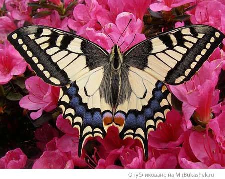 В розовом | Мир букашек