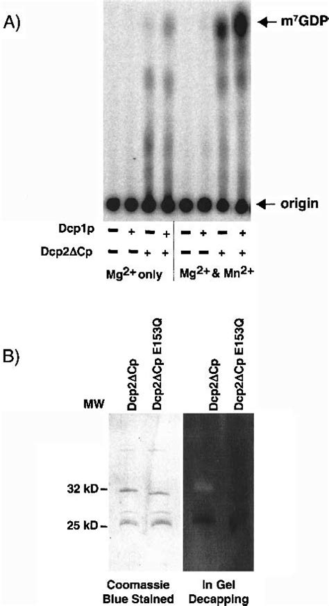 Mn 2 Stimulates Recombinant Yeast Decapping Activity Download