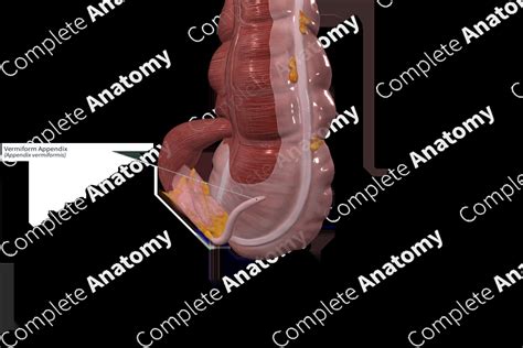 Vermiform Appendix Complete Anatomy