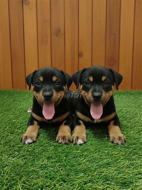 Rottweiler F1 đực Cái 2 Tháng Tuổi Có Sổ đã Tiêm 130121363
