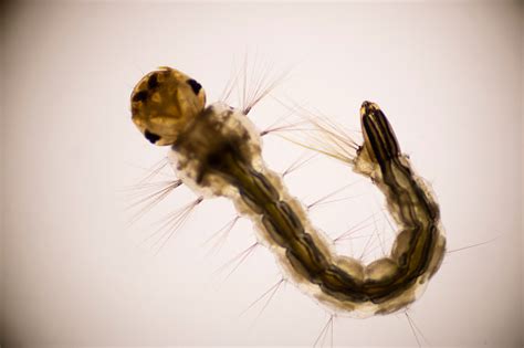 Close Up Mosquito Larvae In Light Microscope Larvae Under A Microscope