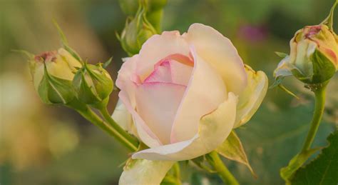 Top 7 Most Expensive Roses In The World Juliet Rose Blue Moon Rose