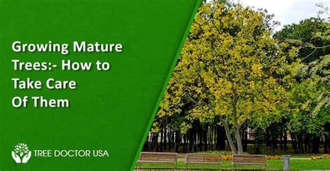 Growing Mature Trees How To Take Care Of Them