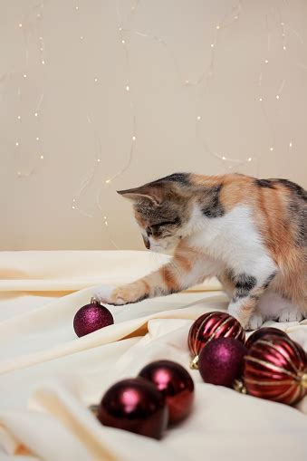 침대에서 부르고뉴 싸구려를 가지고 노는 귀여운 삼색 새끼 고양이 베이지색 파스텔 아늑한 배경 와 Bokeh 크리스마스 조명 복사 공간 0명에 대한 스톡 사진 및 기타 이미지