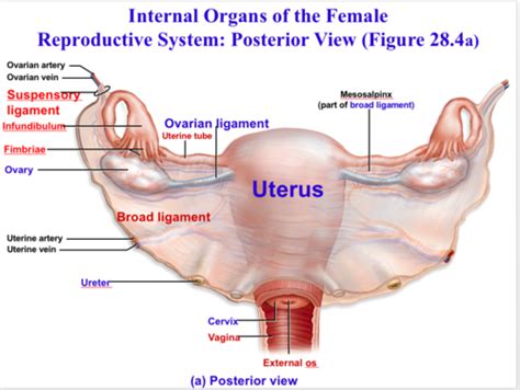 Anatomy Female Reproductive System Flashcards Quizlet Anatomy
