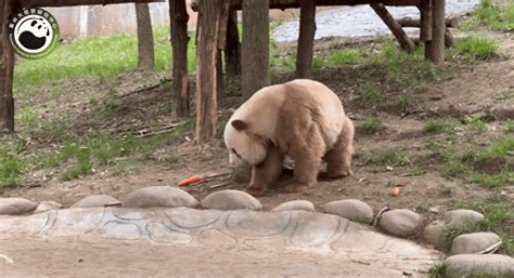 陕西人民阻止大熊猫七仔出国？秦岭大熊猫研究中心：传闻不实保护信息网络