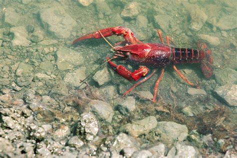 Red Swamp Crayfish California Red Swamp Crayfish Procambarus Clarkii