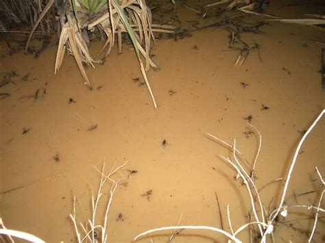 The Hidden Abundance Of Frogs The Australian Museum Blog