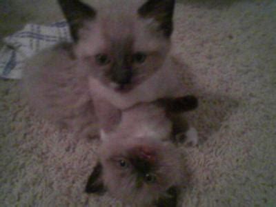 Getting Rid Of Fleas On Kittens ThriftyFun