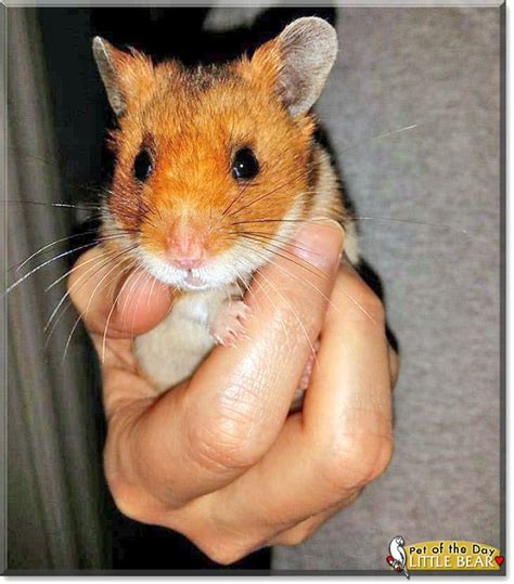 Best Images About Syrian Hamsters On Pinterest Hamsters Long Haired Hamster And Edinburgh