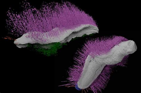 What Is Catnip New Scientist