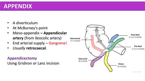Abdomen Anatomy Made Easy Pptx
