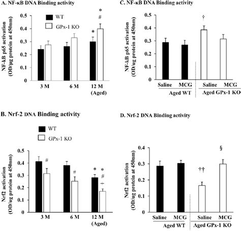 Aging Alters Nf Kb Dna Binding And Nrf2 Dna Binding Activities In The
