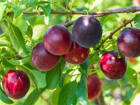 자두나무 신품종 퍼플퀸 자두 묘목 3년생 결실주