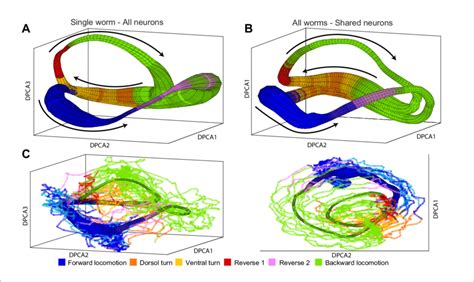 Manifolds Are Invariant Across Animals A Manifold Constructed For A