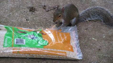 Knit Click Stir Seed N Feed