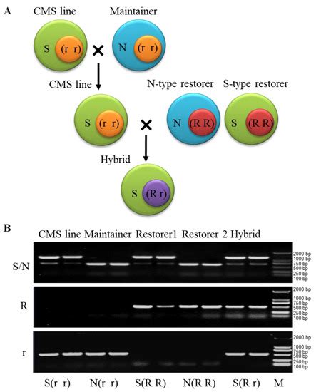 A Set Of Molecular Markers To Accelerate Breeding And Determine Seed