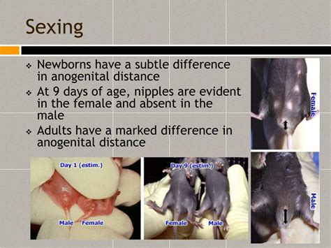 Ppt Biomethodology Of The Mouse Powerpoint Presentation Free