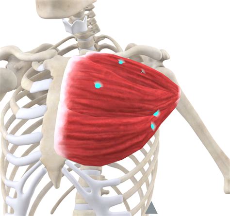 Trigger Point Of The Week Pectoralis Major Tp