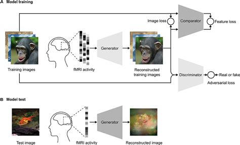 Frontiers End To End Deep Image Reconstruction From Human Brain Activity