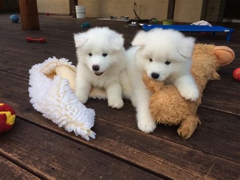 Two Too Cute R Samoyeds