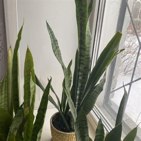 Сансевиерия щучий хвост купить в Новосибирске цена 800 руб дата размещения 09 03 2024