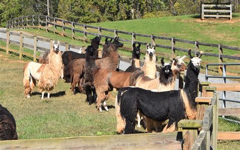 Our Llamas — Divine Llama Vineyards And Farm