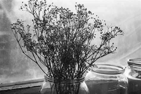 유리 항아리에 작은 흰색 꽃입니다 흑백 3 개의 빈 유리 항아리 집안개꽃 파니쿨라타 아기의 호흡 꽃 0명에 대한 스톡 사진 및