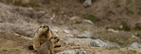 Himalayan Marmots Complete Guide To Their Habitat Behavior And Role