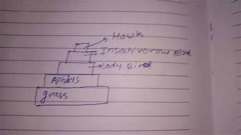 Ution Carries Marks Iii Answer The Questions In Sentences Draw The Pyramid Of Numbers