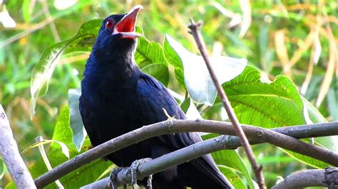 Koel Bird
