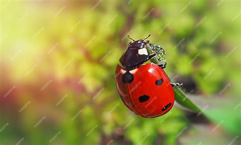 Green Ladybug