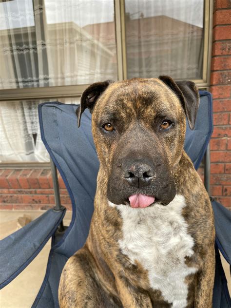 What Is Force Fetch Training For A Dog