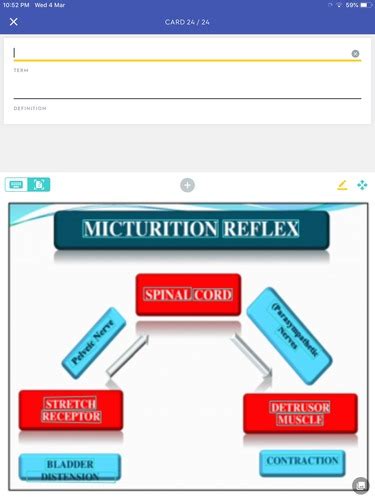 Endocrine Function Flashcards Quizlet
