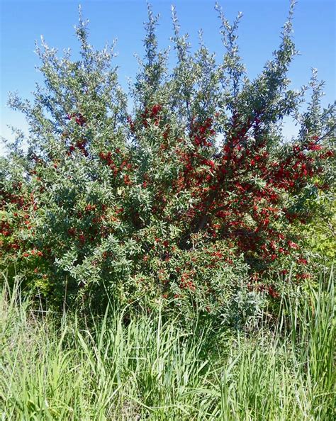 Silver Buffaloberry Jeffries Nurseries