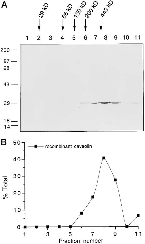Velocity Gradient Centrifugation Of Recombinant Caveolin A Purified Download Scientific